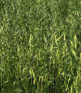 Northern Star Seed LLC